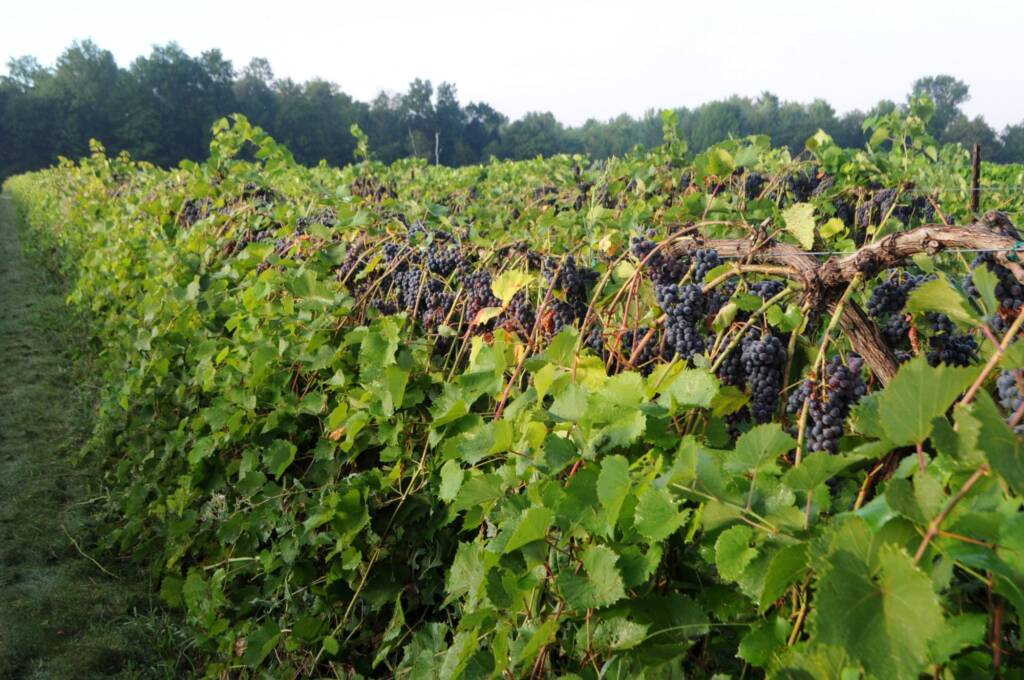 New Plan to Strengthen Vermont's Agriculture and Food System Released ...